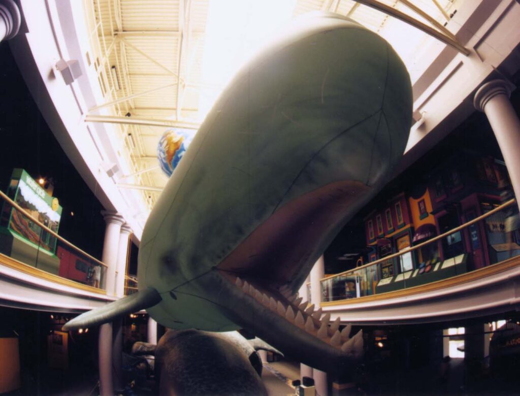 Moby Dick, Sperm Whale Parade Balloon - Fabulous Inflatables, Ocean Parade