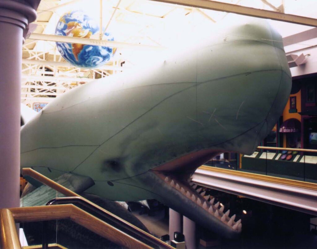 Moby Dick, Sperm Whale Parade Balloon - Fabulous Inflatables, Ocean Parade