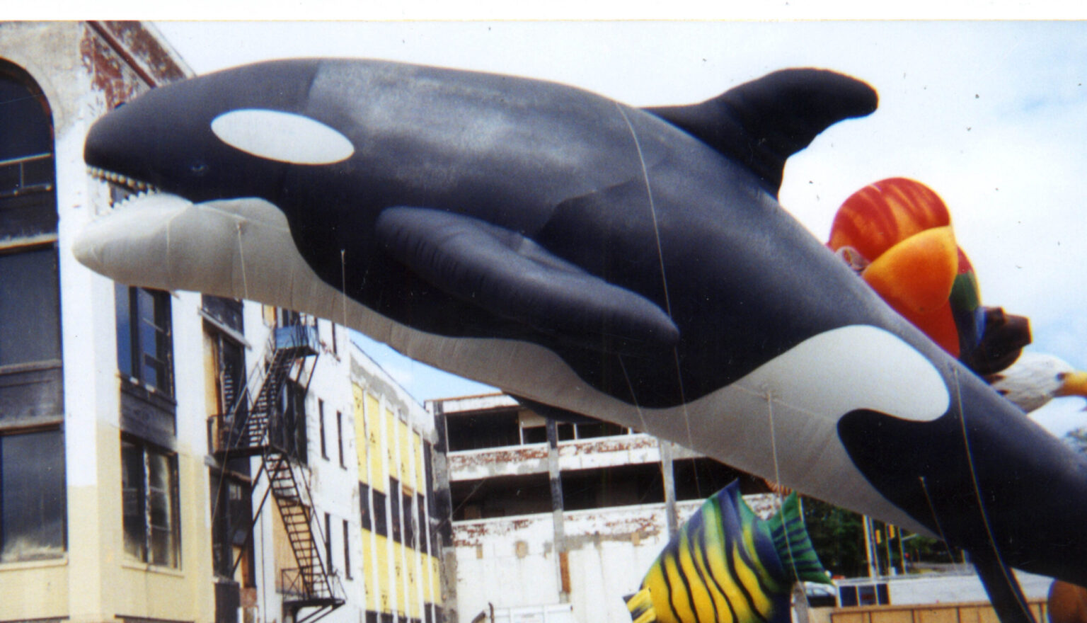 Orca Whale Parade Balloon (Realistic), 45' - Fabulous Inflatables